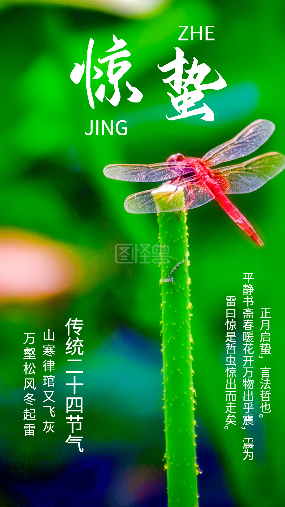 惊蛰海报-创意惊蛰海报在线图片制作-图怪兽